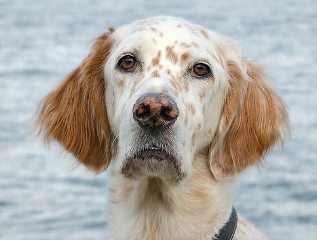 14 Amazing Facts About The English Setter | Page 2 of 3 | PetPress