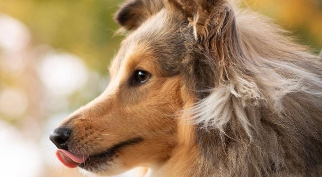 15 Funny Facts About Shelties - PetPress