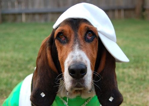 14 Trendy Basset Hound Halloween Costumes - PetPress