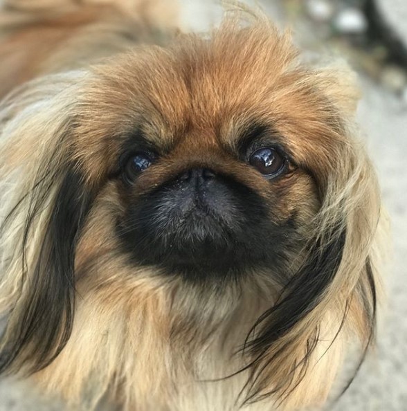 14 Unexpectedly Brilliant Tips For Pekingese Owners | PetPress