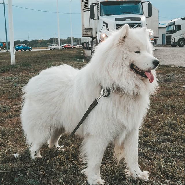 14 Fascinating Facts About Samoyeds | PetPress