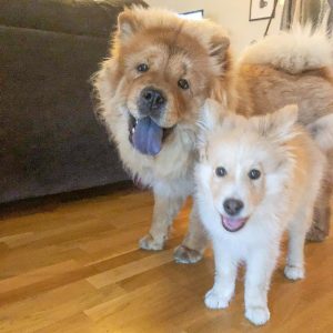 15 Things Only Chow Chow Owners Would Understand | PetPress