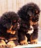 14 Interesting Facts About The Tibetan Mastiff | PetPress