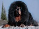 14 Interesting Facts About The Tibetan Mastiff | PetPress