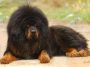14 Interesting Facts About The Tibetan Mastiff | PetPress