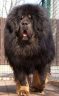 14 Interesting Facts About The Tibetan Mastiff | PetPress