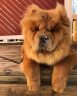 14 Photos Of Chow Chow Which You Want To Hug | PetPress