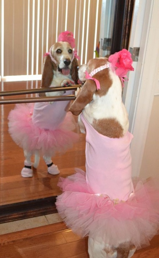 14 Trendy Basset Hound Halloween Costumes - Page 3 of 3 - PetPress