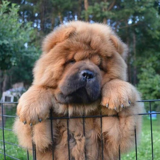 14 Stunning Photos of Chow Chow Who Will Entrance in Your Soul | Page 3 ...