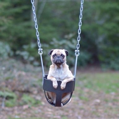14 Reasons Why Pugs Are Intimidating | PetPress