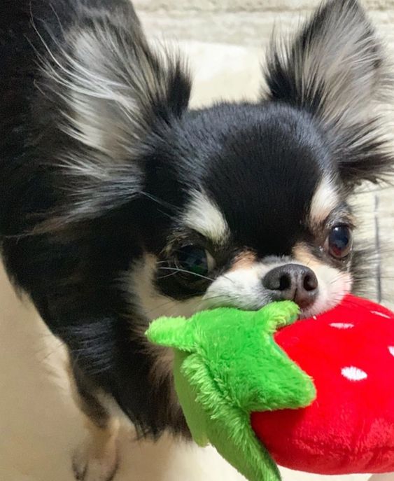 14 Lovely Chihuahuas With Different Toys - PetPress