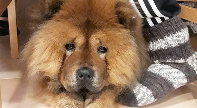 14 Interesting and Fun Facts About Chow Chow You Might Not Know - PetPress