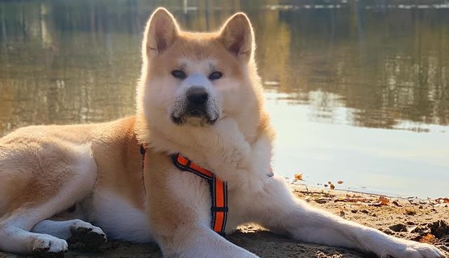 14 Trusty Facts About the Akita Inu - PetPress
