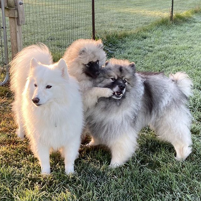 14 Weird Facts About Keeshonds | PetPress