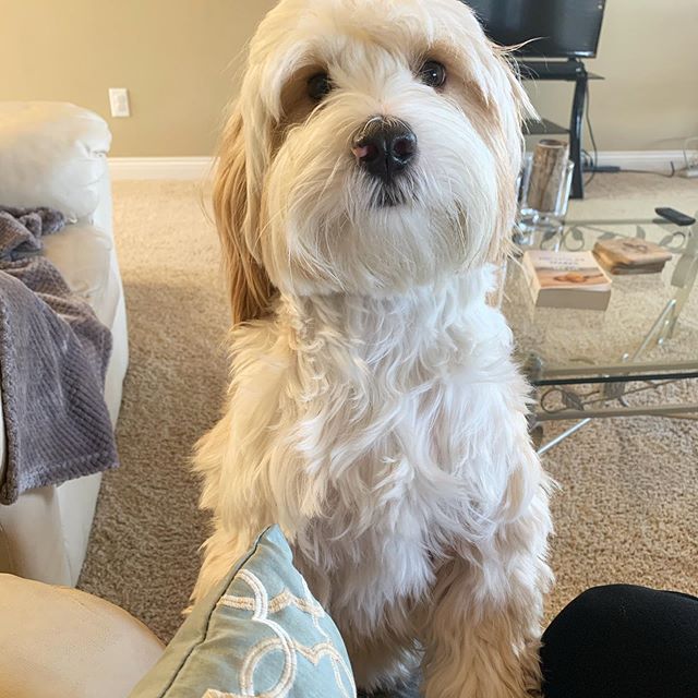 14 Things You Didn’t Know About the Tibetan Terrier | PetPress