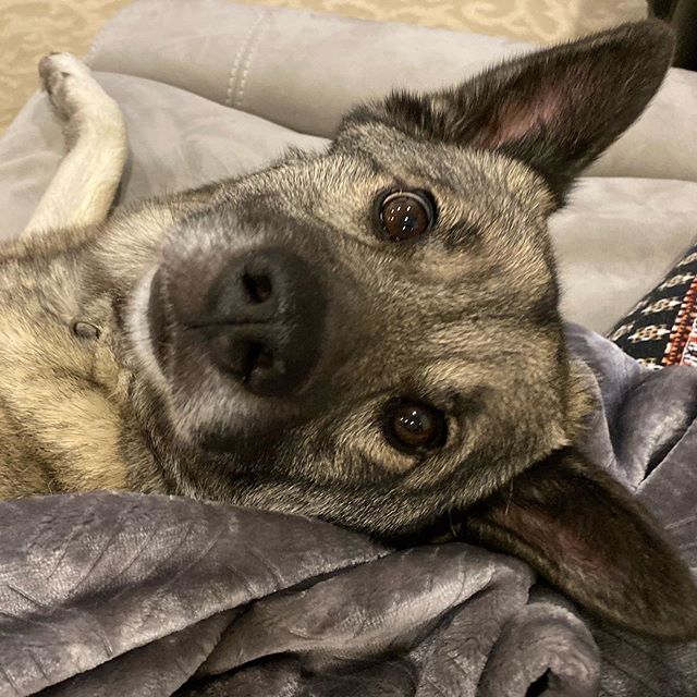 14 Facts About Norwegian Elkhounds | Page 2 of 3 | PetPress