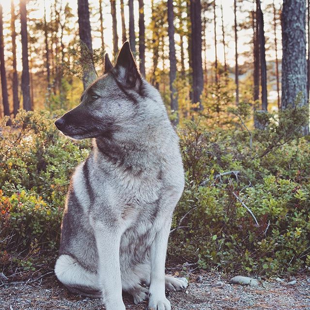 14 Facts About Norwegian Elkhounds | PetPress