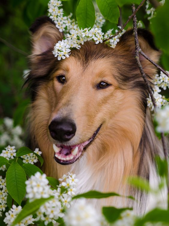 14 Pictures Of Collies That Will Make You Happy - PetPress