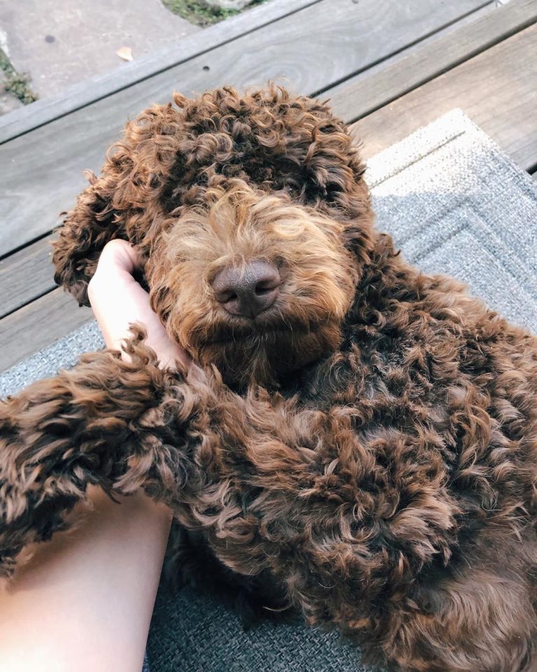 14 Things You Didn’t Know About The Lagotto Romagnolo | PetPress