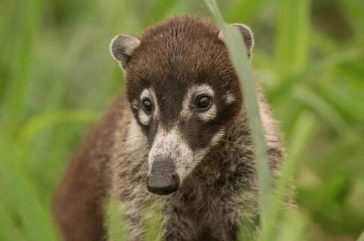 Top 7 Most Cuddly and Affectionate Exotic Pets | PetPress