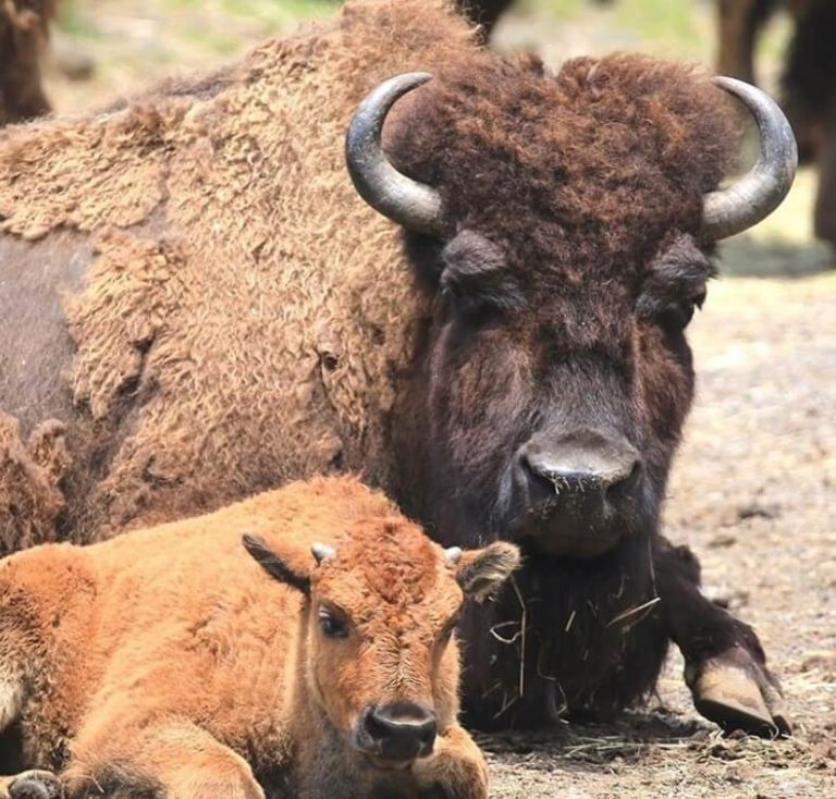 10 Exotic Animals That Are Allowed as Pets in California | PetPress