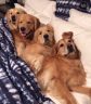 15 Adorable Photos Of Golden Retrievers That Can Warm Even The Coldest ...