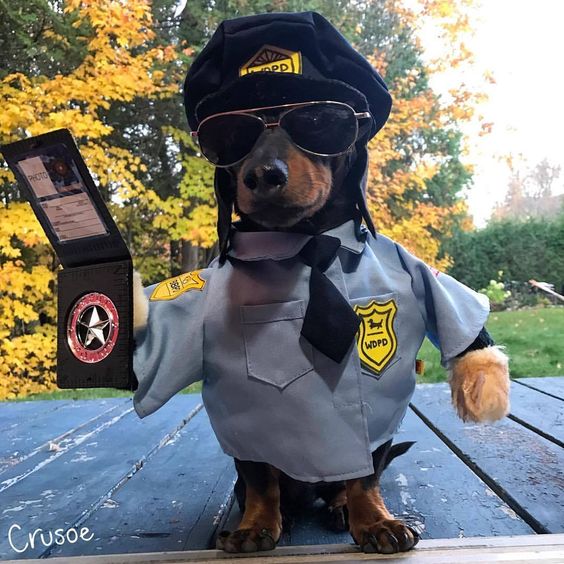 15 Funny Costumes For Dachshunds | Page 2 of 4 | PetPress