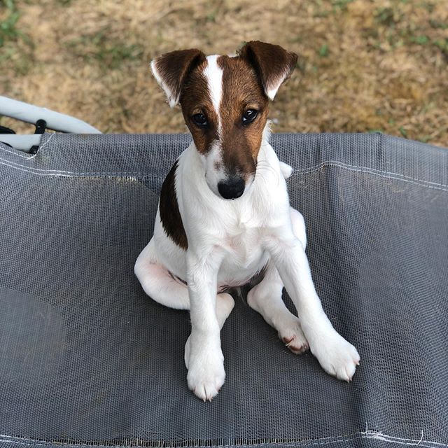 14 Cool Facts About Fox Terriers | PetPress
