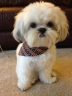 14 Adorable Shih Tzu Who Will Make Your Day Better | Page 2 of 3 | PetPress