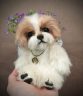 14 Adorable Shih Tzu Who Will Make Your Day Better | Page 2 of 3 | PetPress