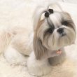 14 Adorable Shih Tzu Who Will Make Your Day Better | Page 2 of 3 | PetPress