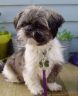 14 Adorable Shih Tzu Who Will Make Your Day Better | Page 2 of 3 | PetPress
