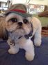 14 Adorable Shih Tzu Who Will Make Your Day Better | Page 2 of 3 | PetPress