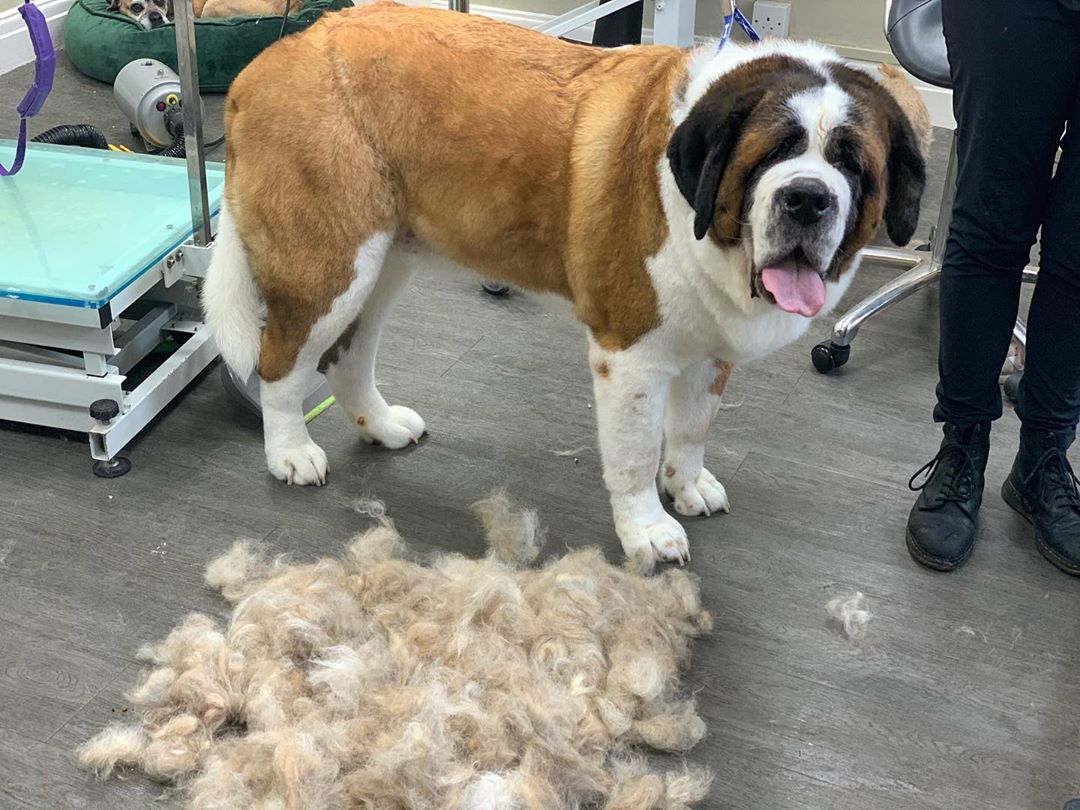 14 Huge Facts About Massive Saint Bernards | Page 2 of 4 | PetPress