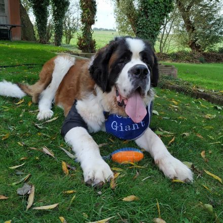 14 Huge Facts About Massive Saint Bernards | Page 2 of 4 | PetPress