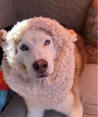 14 Funny Husky Costumes for Halloween | PetPress