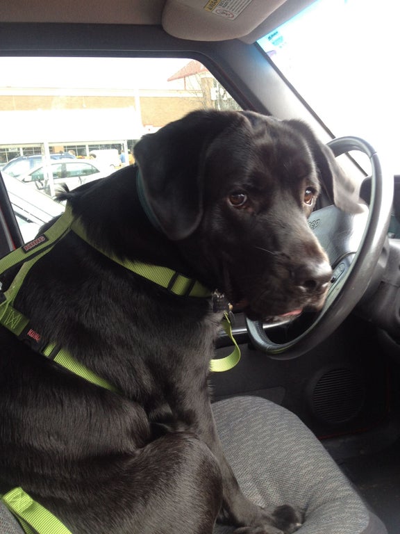 14 Photos of Labrador Retrievers That Inspire You to Start Your Morning ...