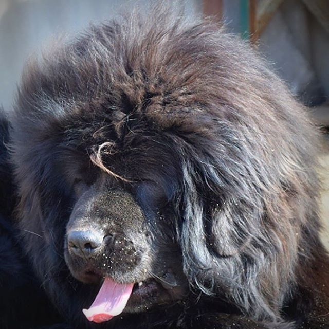 15 Things About Tibetan Mastiffs Which Will Fascinate You To Have One ...