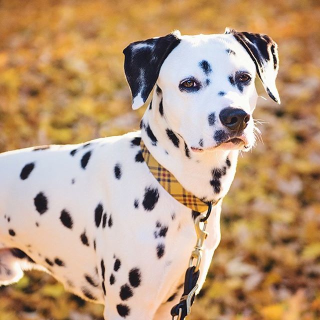 14 Weird And Fun Facts About Dalmatians - Page 3 of 3 - PetPress