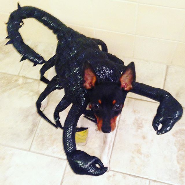 14 Incredible Facts About Toy Fox Terriers | PetPress