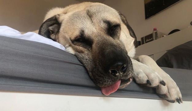 14 Huge Facts About Anatolian Shepherds - PetPress