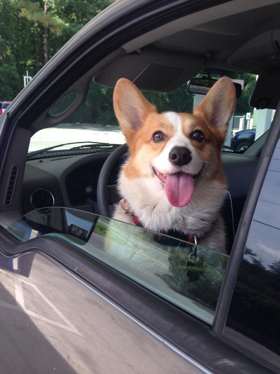 15 Corgis Who Love Car Rides - PetPress
