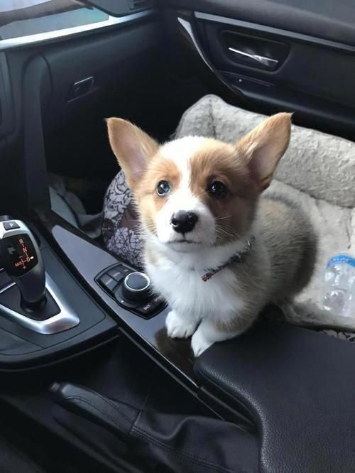 15 Corgis Who Love Car Rides - PetPress