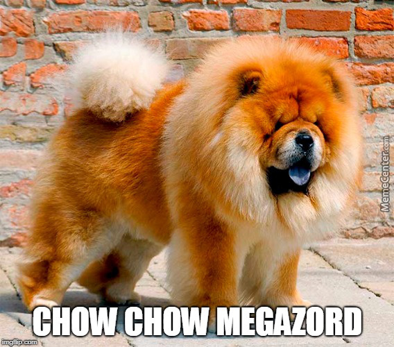 The 15 Funniest Chow Chow Memes | Page 3 of 3 | PetPress