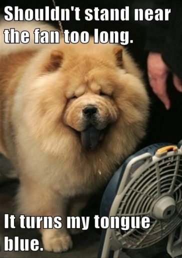 The 15 Funniest Chow Chow Memes | Page 2 of 3 | PetPress