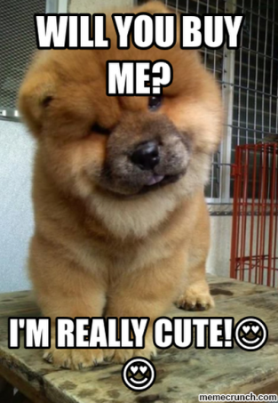 The 15 Funniest Chow Chow Memes | Page 2 of 3 | PetPress