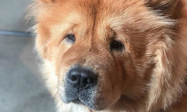 14 Things You Have to Know About the Chow Chow - Page 3 of 3 - PetPress