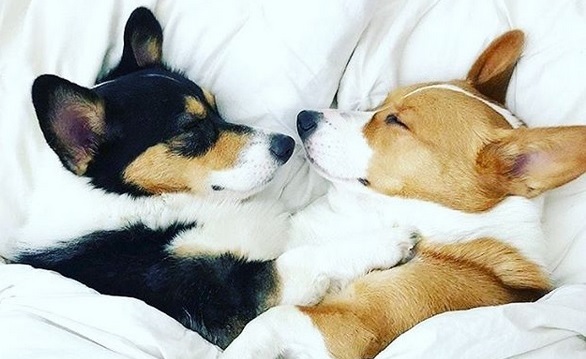 14 Cute Pictures of Corgis Sleeping in Hilarious Positions | Page 3 of ...
