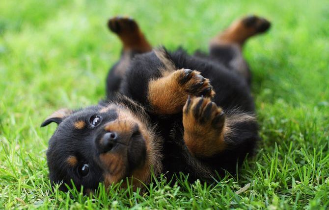14 Cute And Funny Rottweiler Pictures - Page 3 of 3 - PetPress