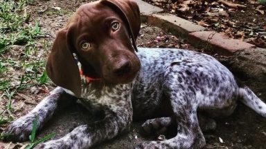 The 15 Funniest German Shorthaired Pointer Memes - PetPress